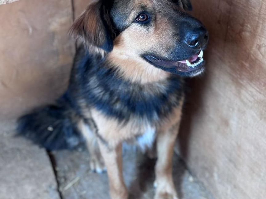 Щенок Бабл растет в приюте