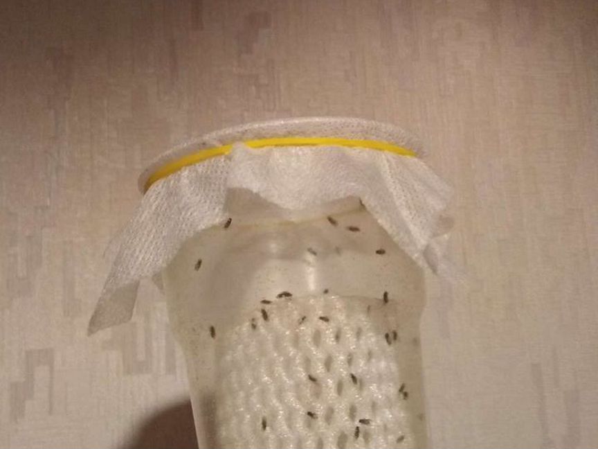 Муха Дрозофила