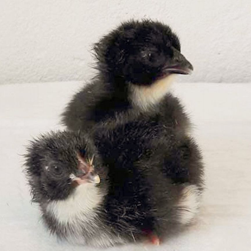 Цыплята, петушки доминанта 109