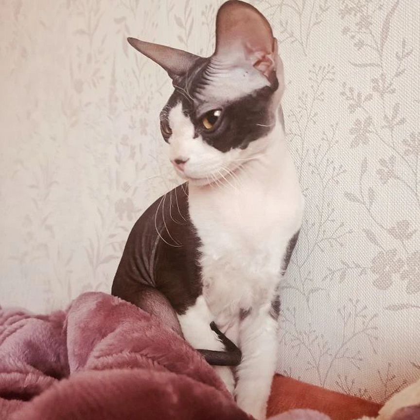 Канадский сфинкс котёнок