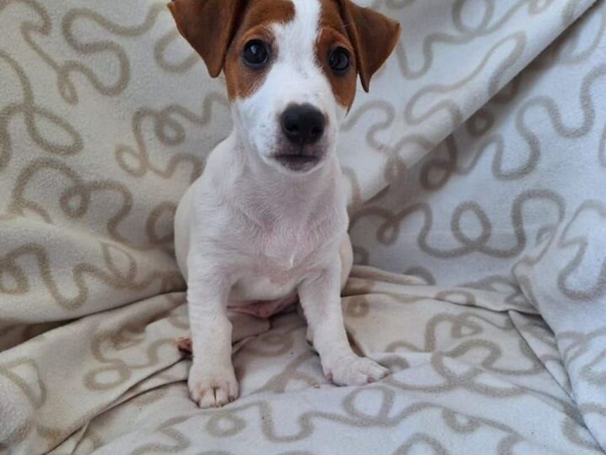 Щенок джек Рассел терьер