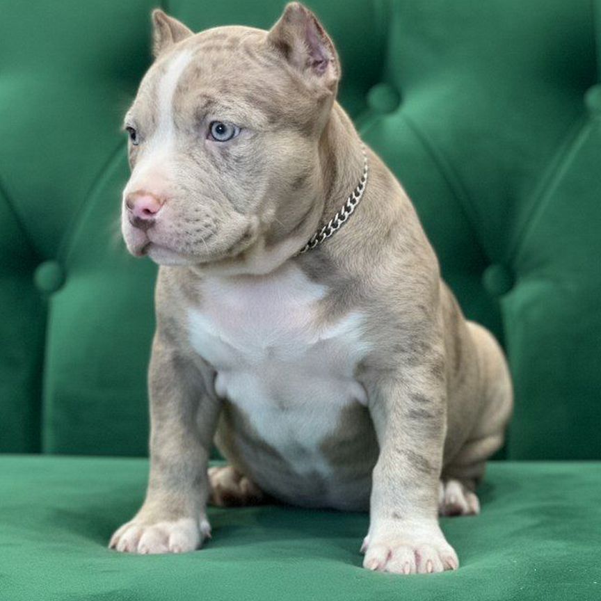 Американский булли, щенок