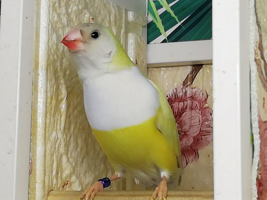 Амадины Гульда