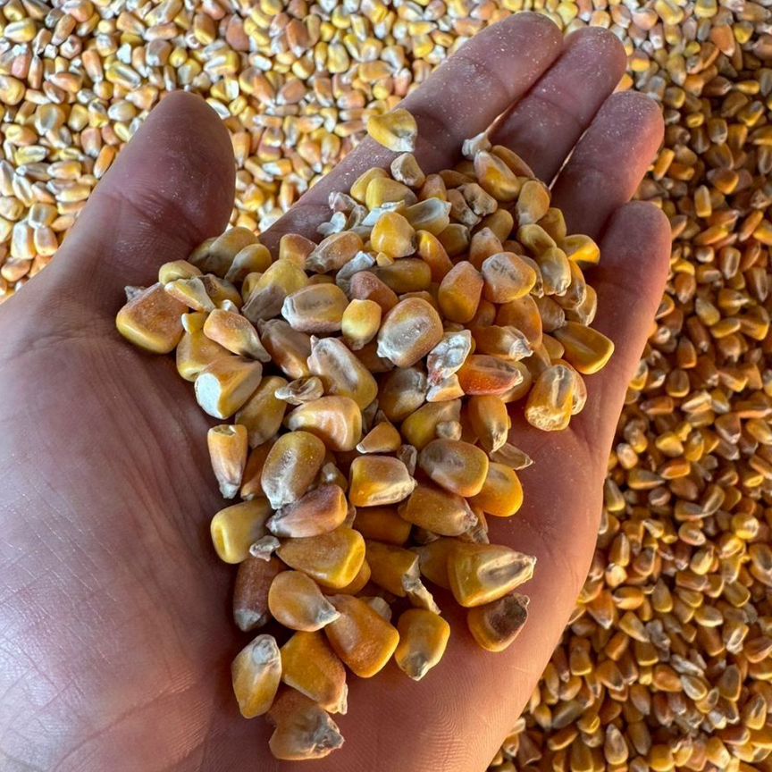 Кукуруза кормовая в мешках