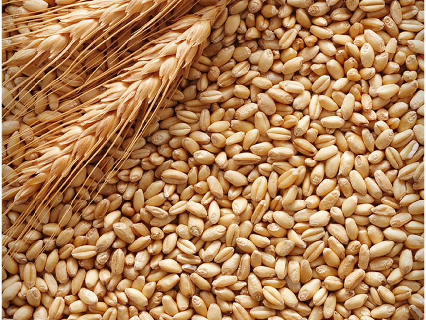 Зерно пшеница ячмень просо в мешках