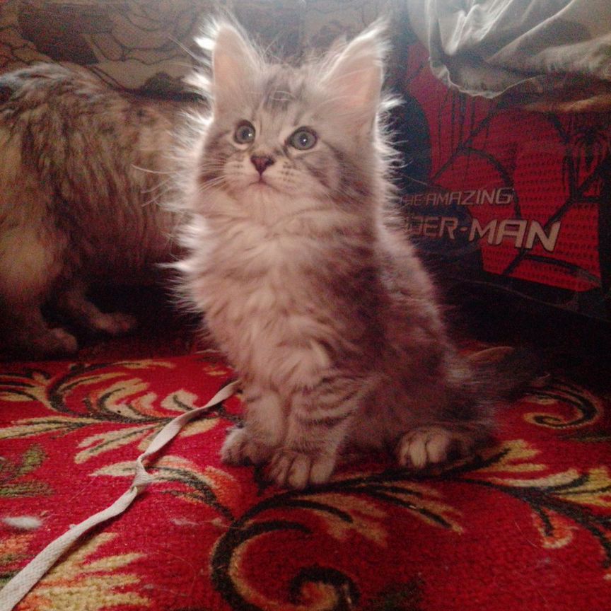 Котята Мейн-кун