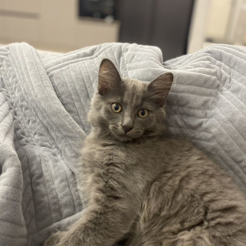 Котенок мальчик