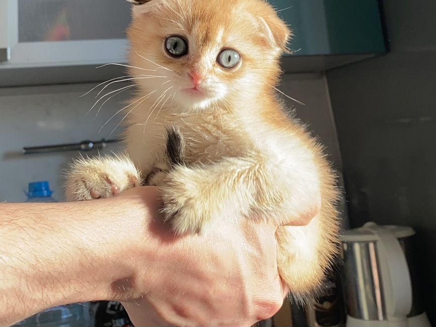 Шотландская золотая шиншилла