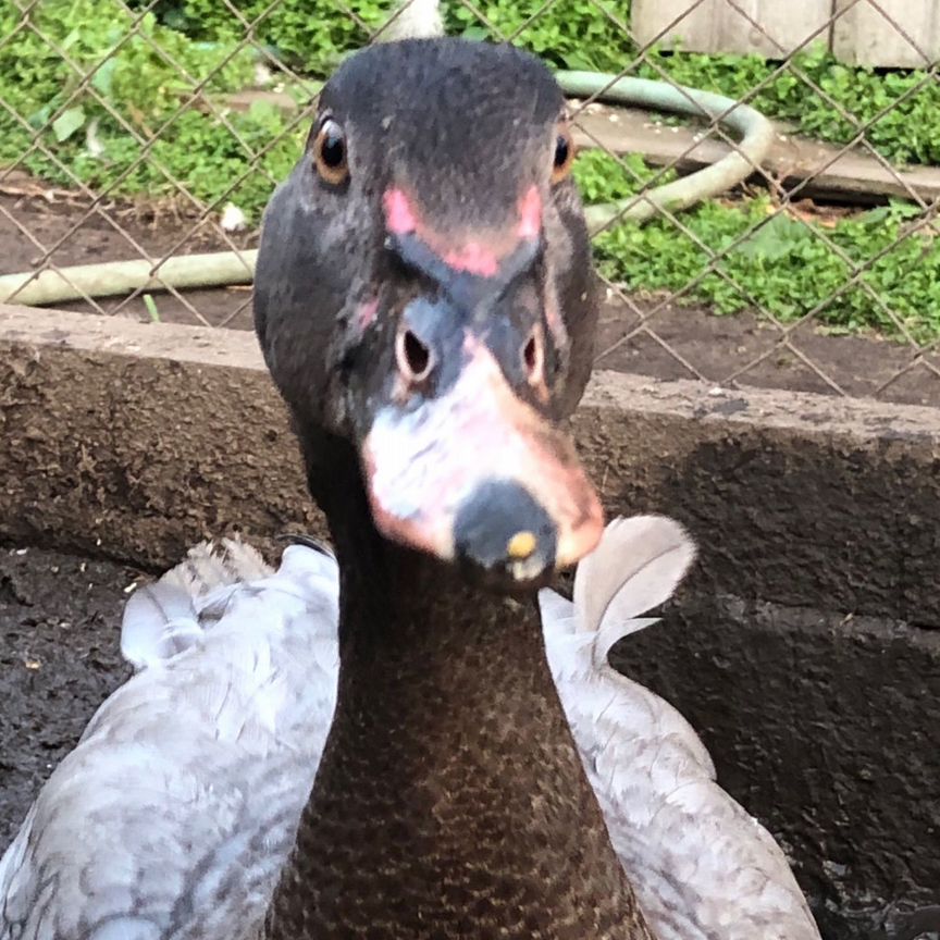 Молодые мускусные утки (индоутки)