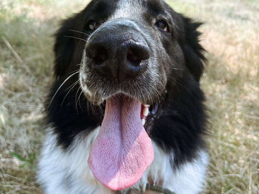 Батон ищет дом