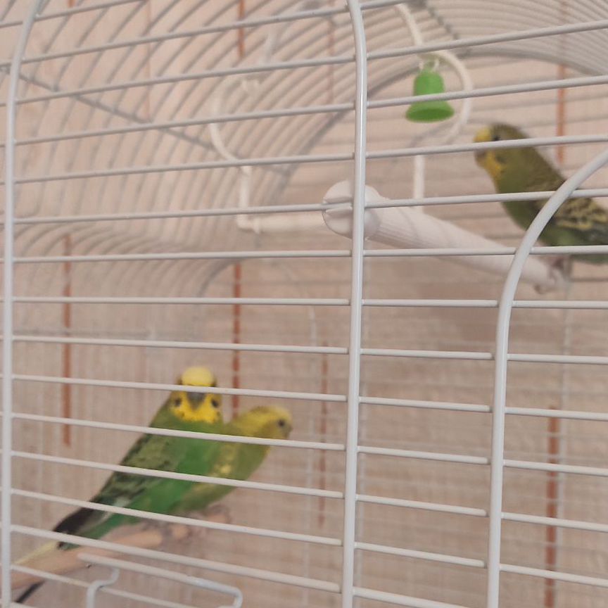 Волнистый попугай