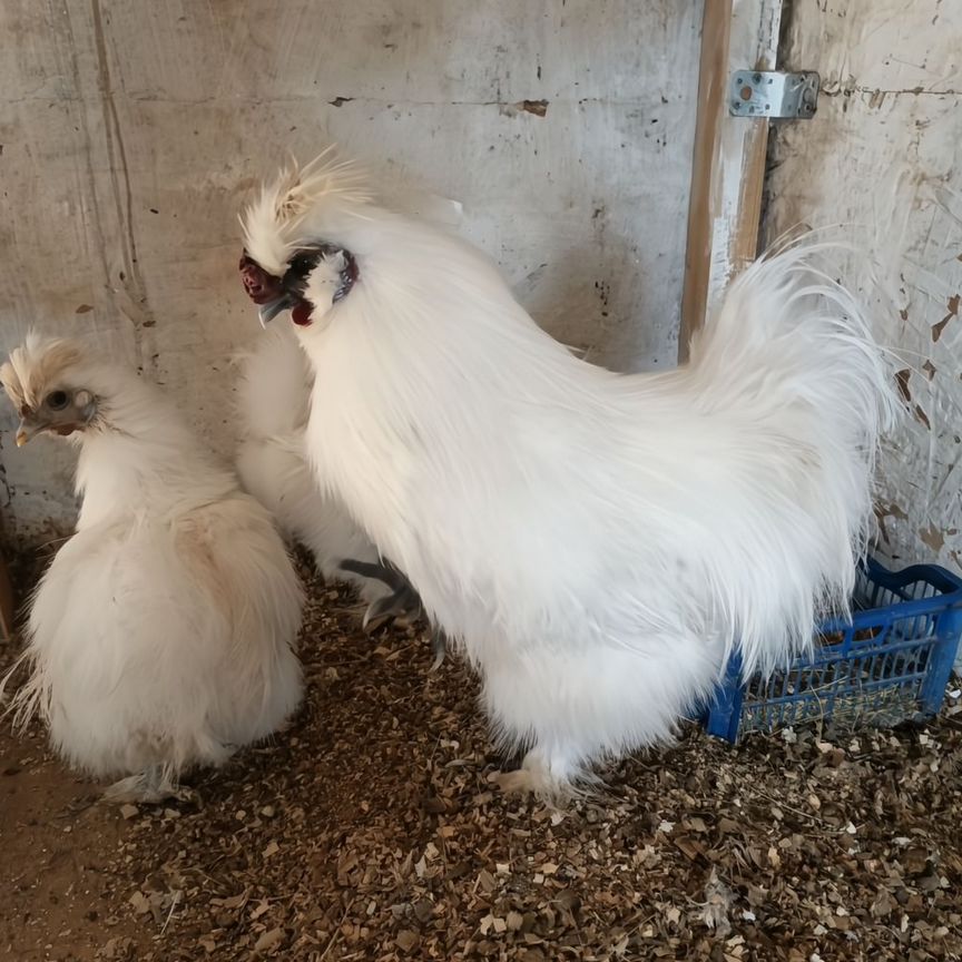 Инкубационное яйцо китайские шелковые