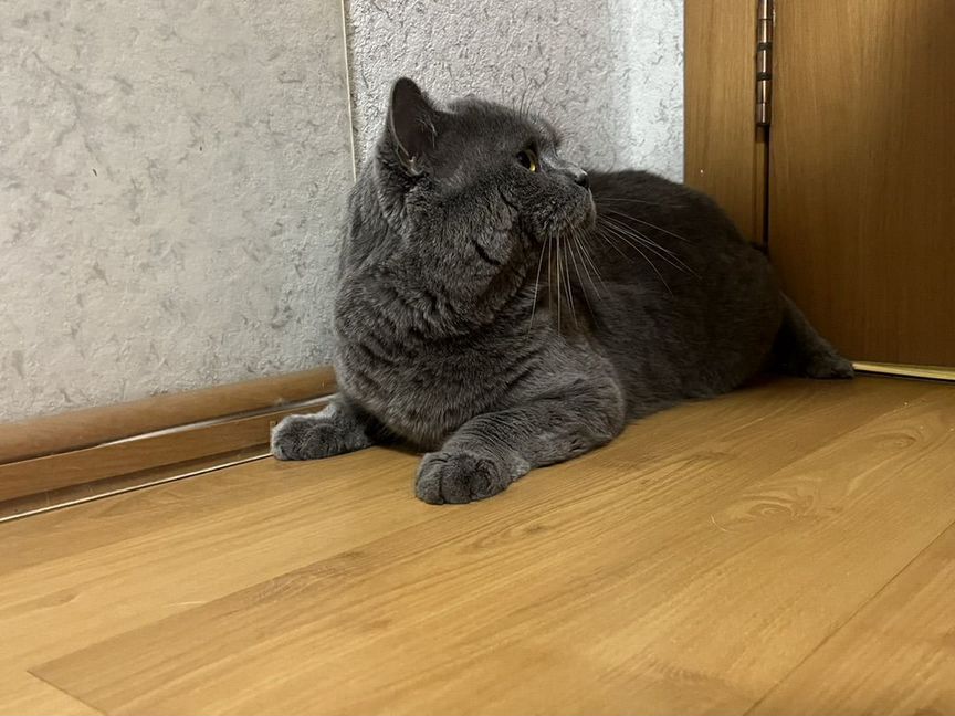 Кот шотландец