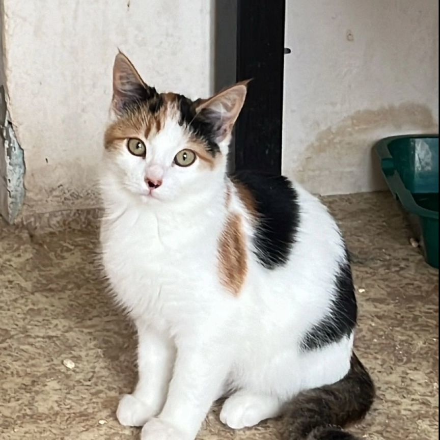 Красивейшая кошка котенок