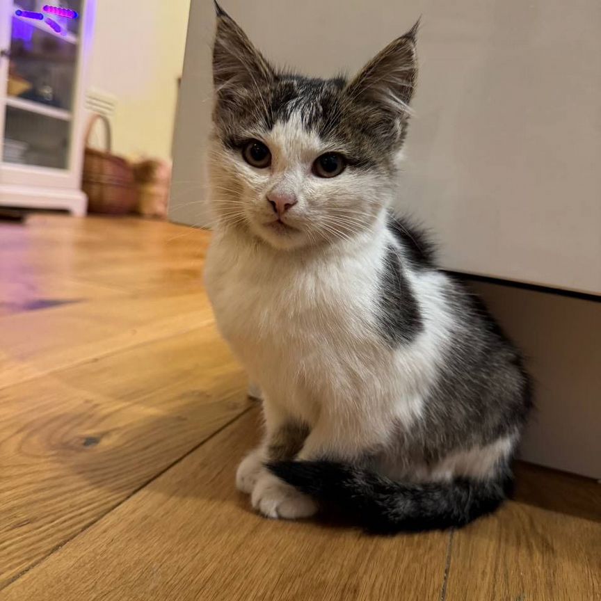 Котенок девочка 3 месяца