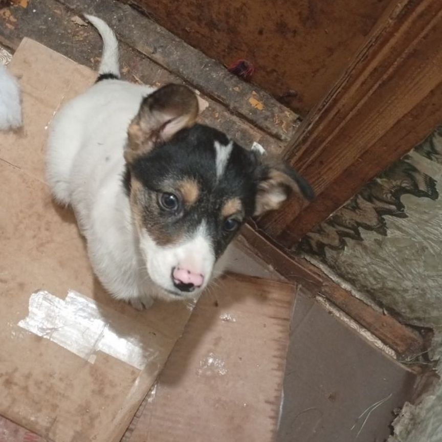 Щенок в добрые руки