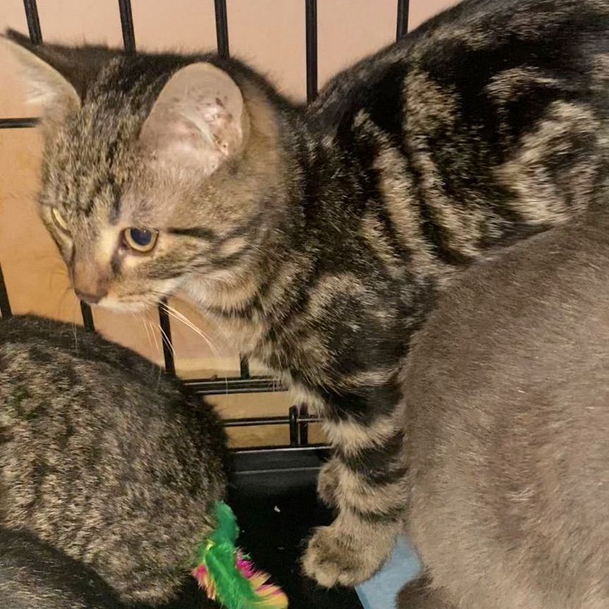 Котенок Шмель ищет дом