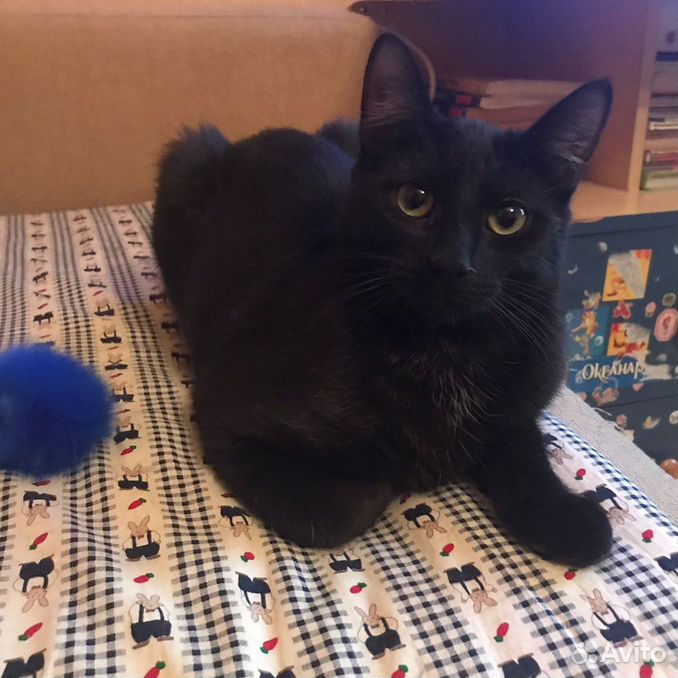 Черная кошечка пантера 7 мес