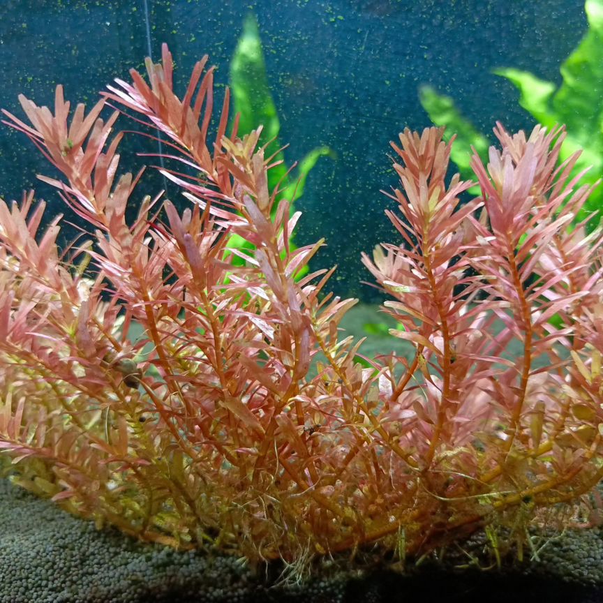 Ротала Хра прополка