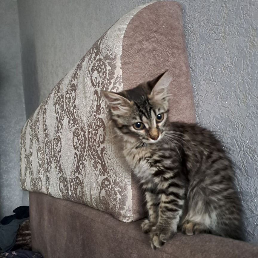 Сибирский котёнок