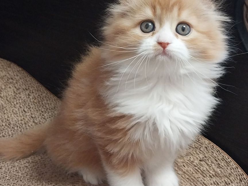 Котик хайленд фолд