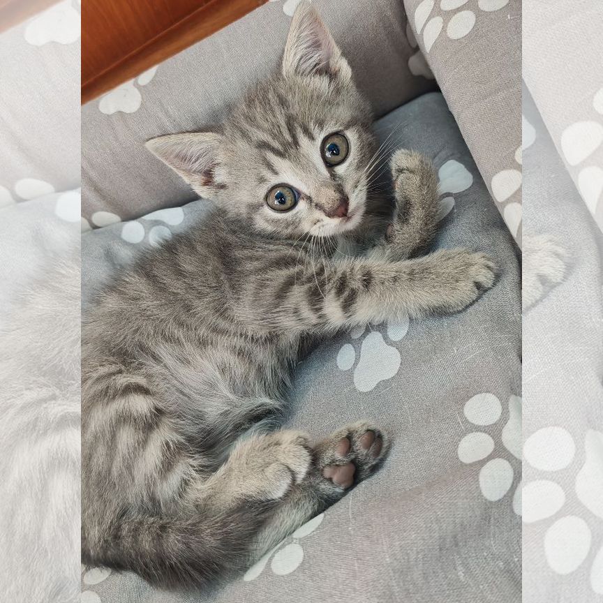 Британский короткошёрстный котёнок