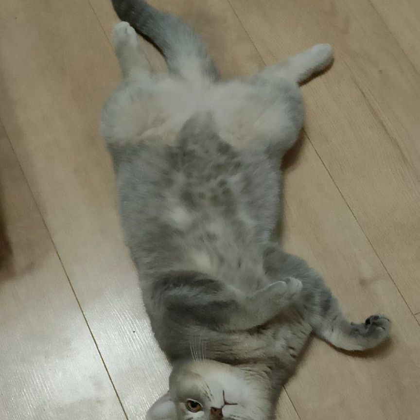 Забавный британский котик