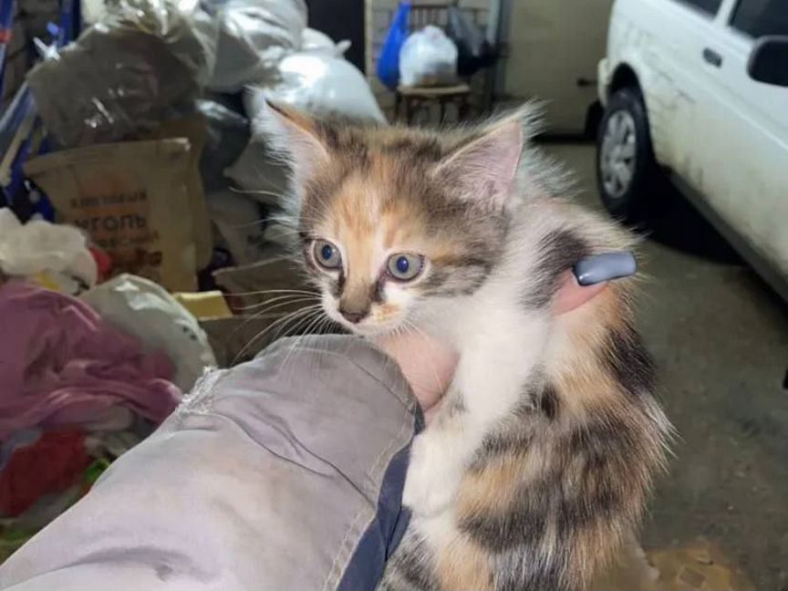 Котенок в добрые руки