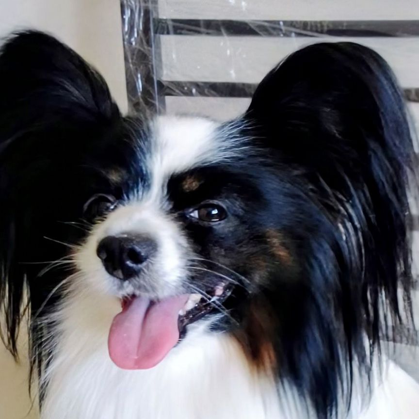 Континентальный той-спаниель папильон, вязка