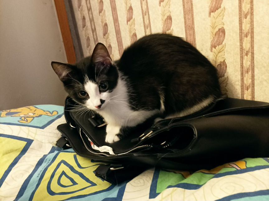 Черно-белая девочка