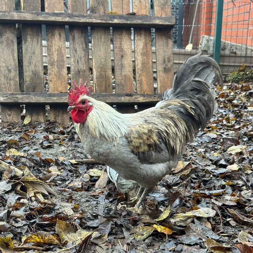 Петух Сильверуд Блу