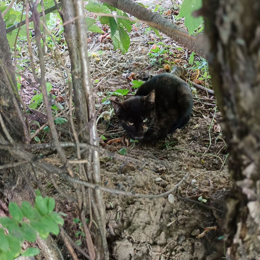Котенок ищет дом