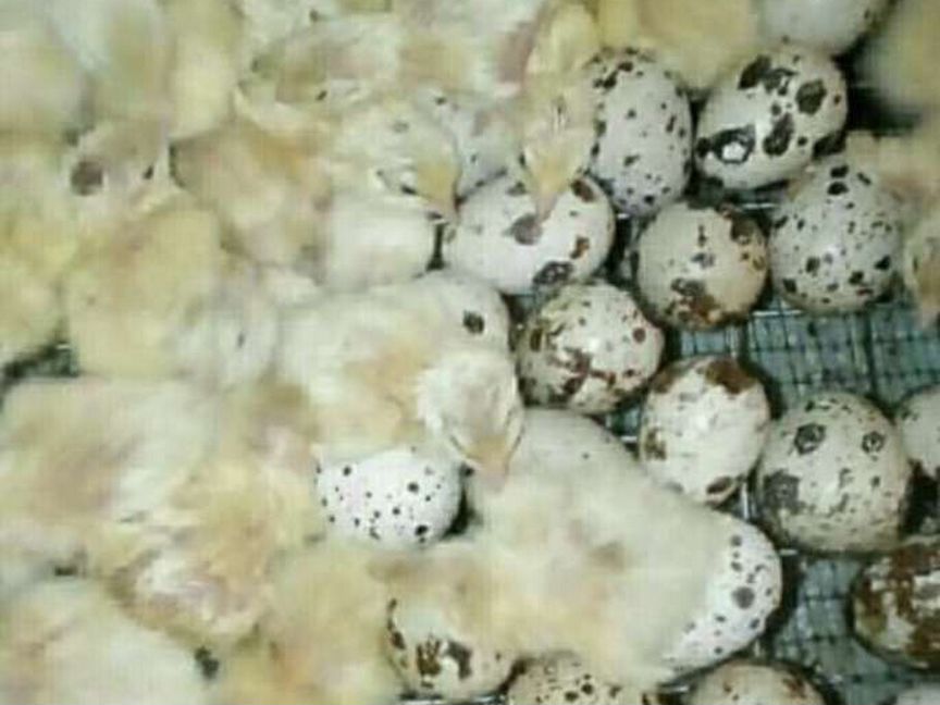 Перепела суточные