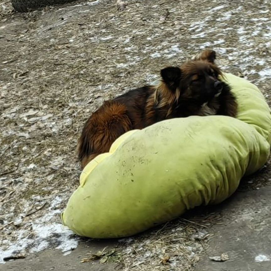 Взрослая собака в добрые руки