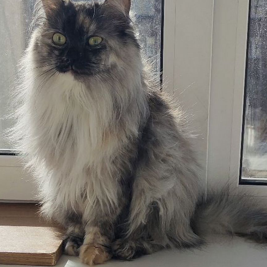 Персидская, взрослая кошка