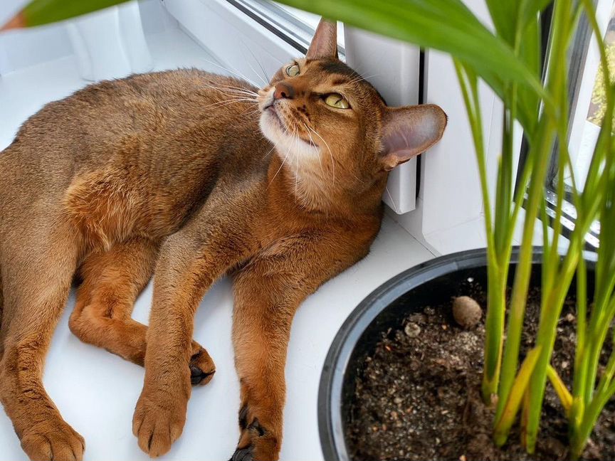 Ищу добрые руки