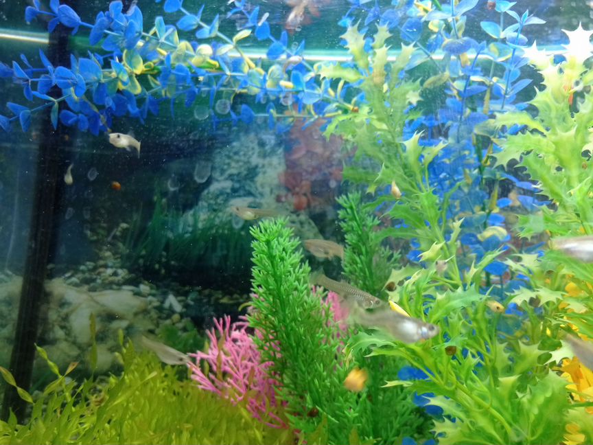 Рыбки Гуппи - только самки