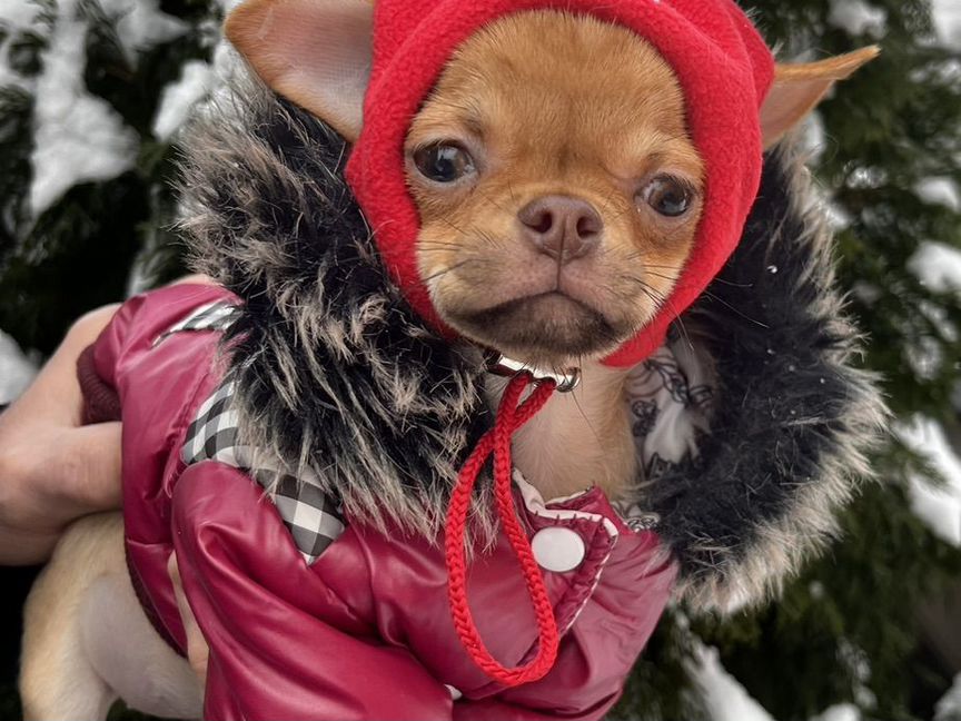 Шикарная девочка