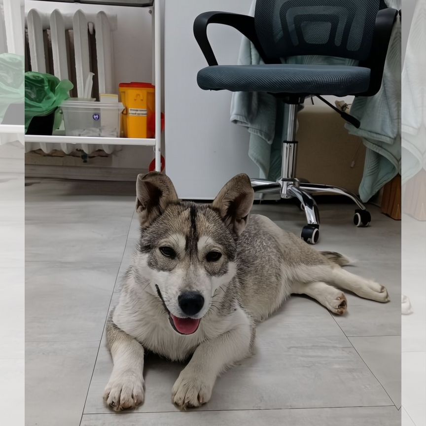 Щенок в добрые руки