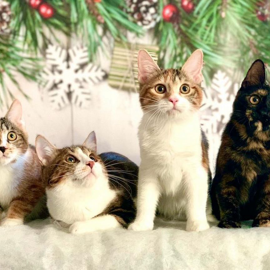Котята