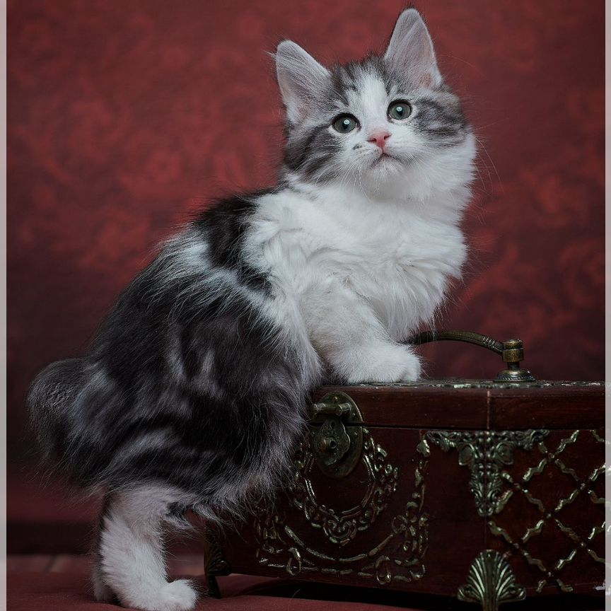 Мальчик курильского бобтейла