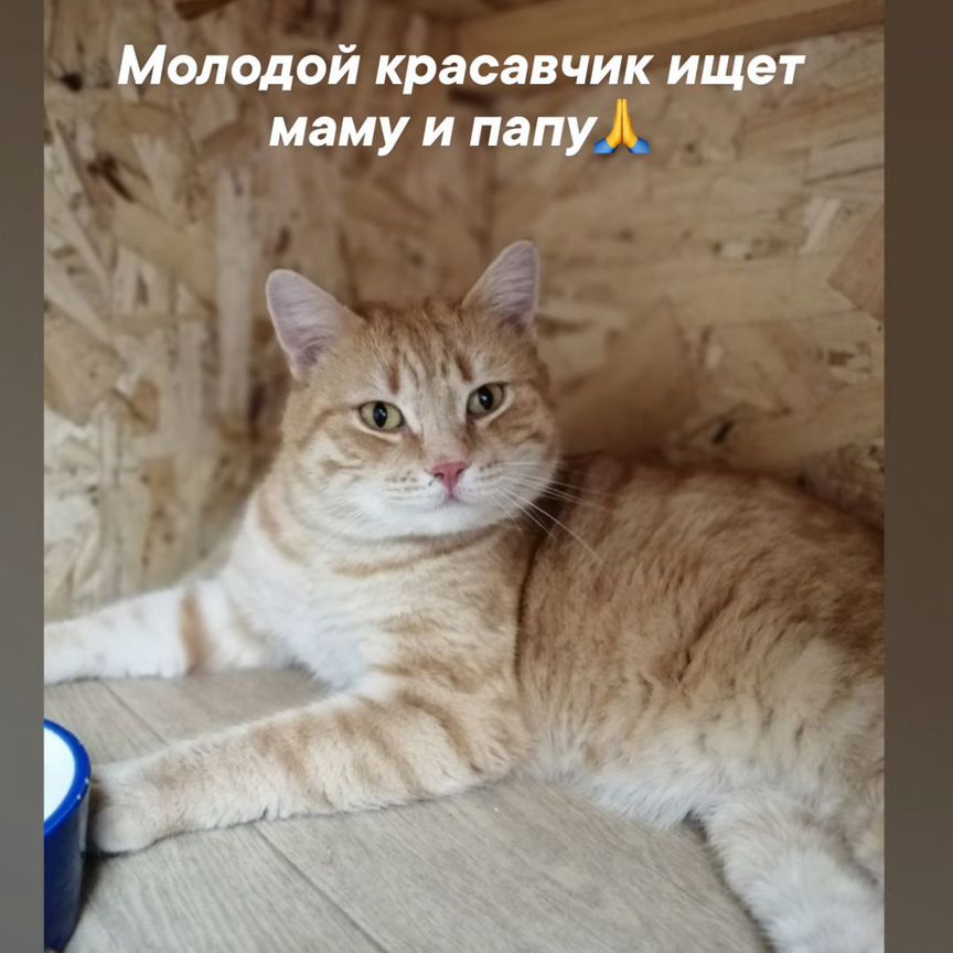 Котенок в добрые руки бесплатно