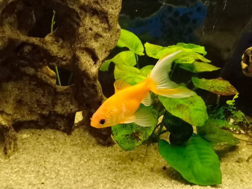 Золотая рыбка