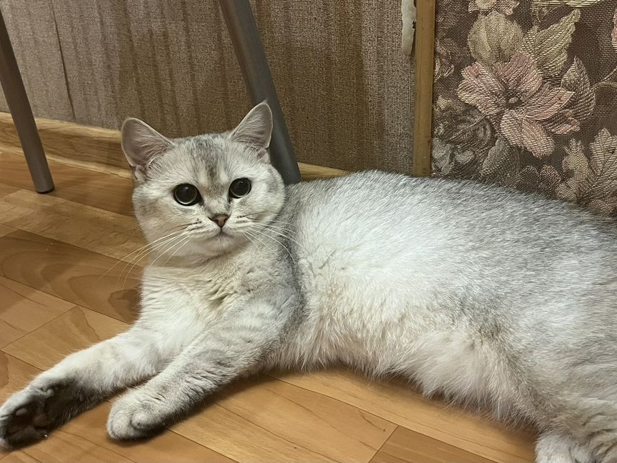 Кошечка в добрые руки