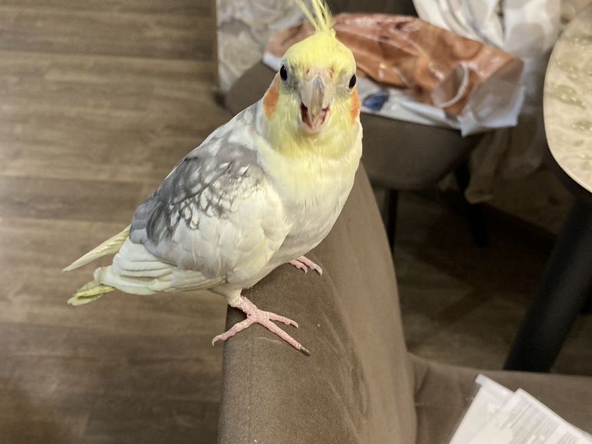 Попугай корелла мальчик 6 мес