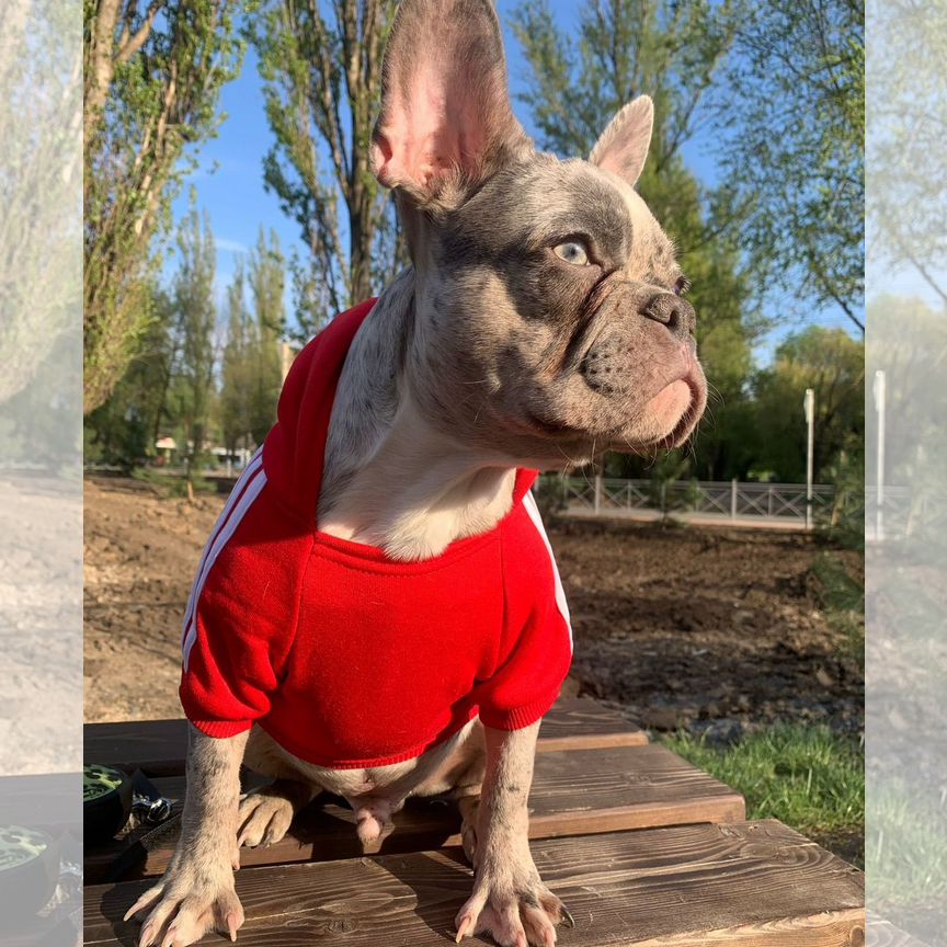 Вязка собак французский бульдог