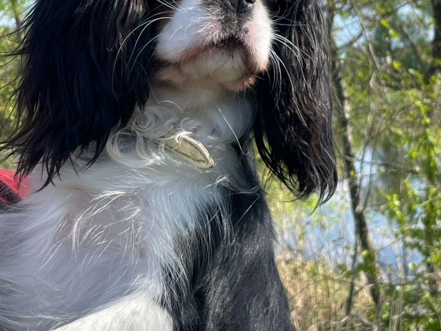 Щеночки кавалеров