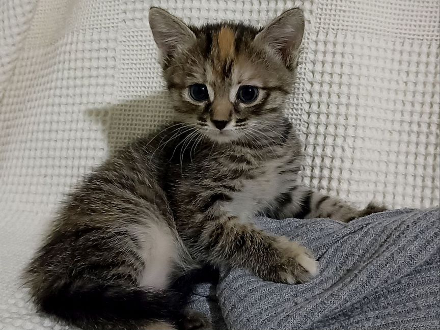 Раздаём котят