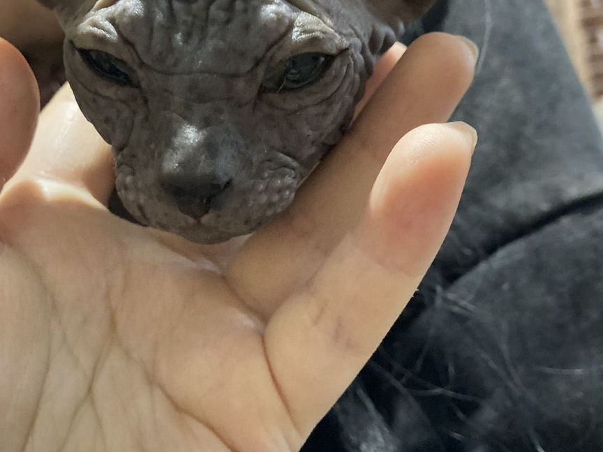 Донской сфинкс котенок