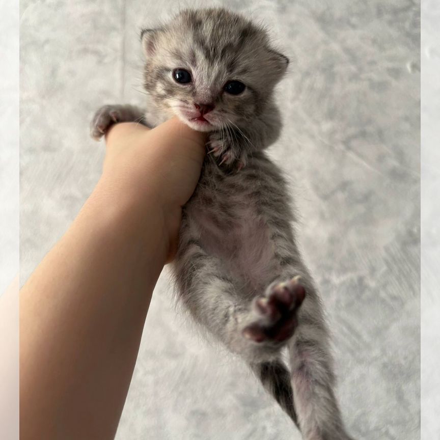 Шотландский вислоухий длинношёрстный котёнок